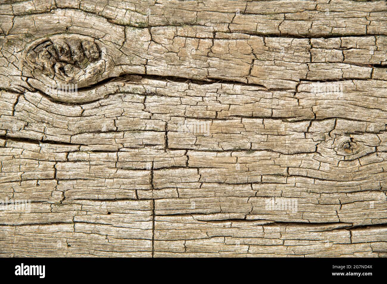 Tree with grooves in bark hi-res stock photography and images - Alamy