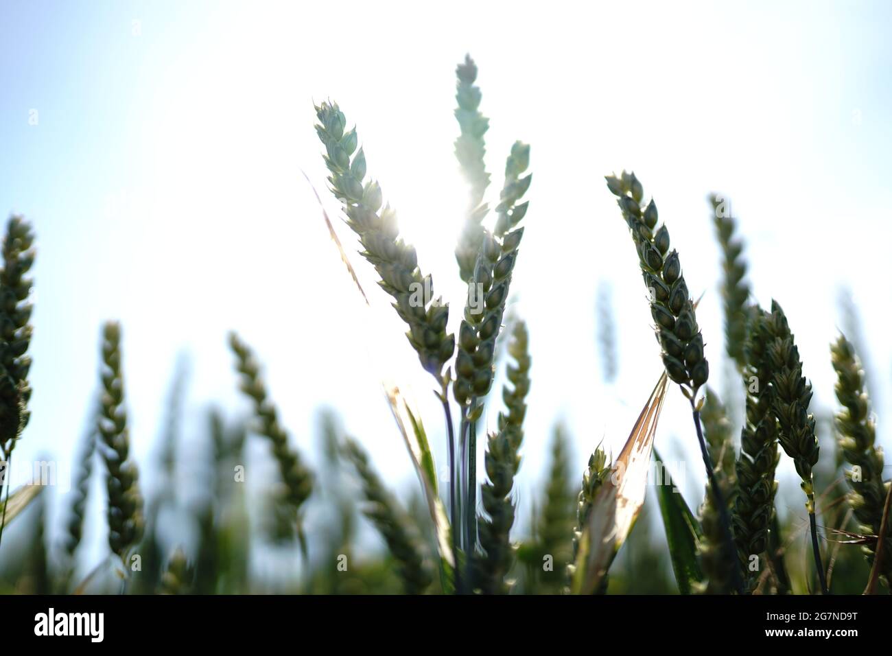 Wheat field nature agriculture hi-res stock photography and images - Alamy