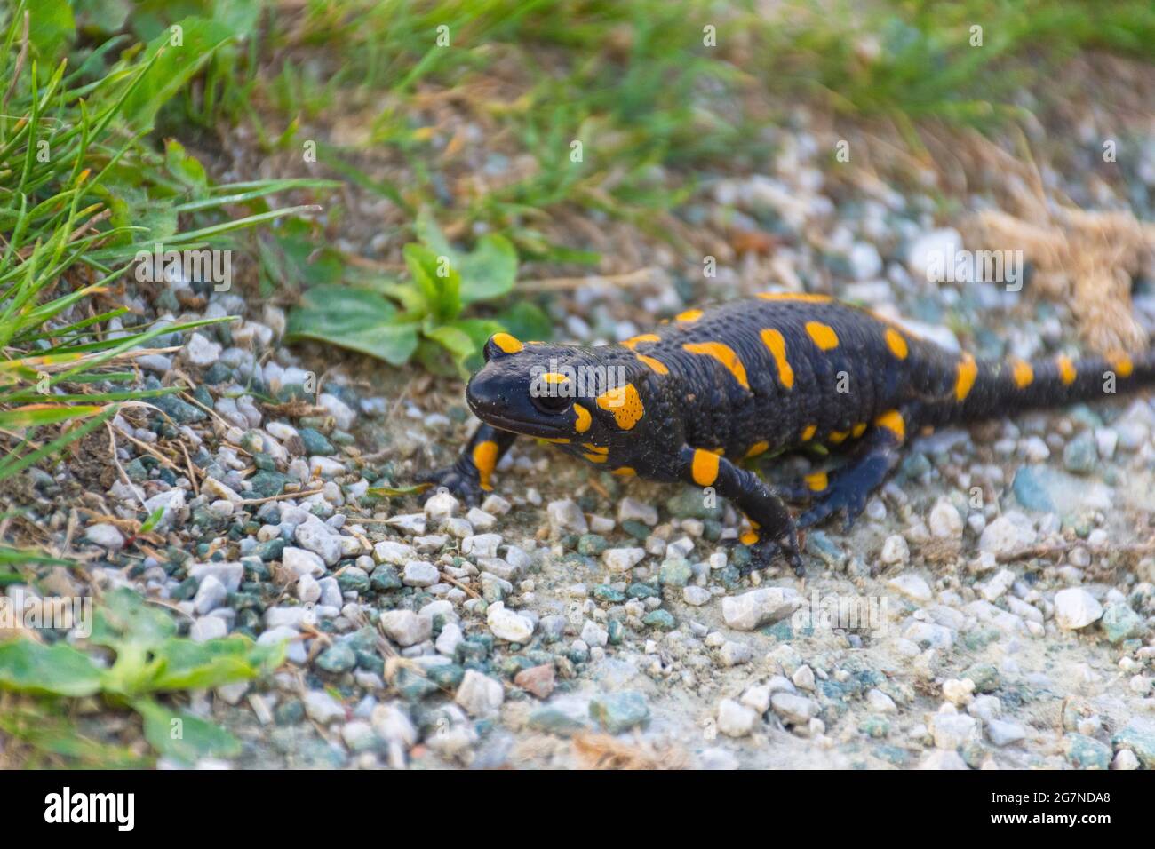 European fire salamander (Salamandra salamandra), a black yellow ...