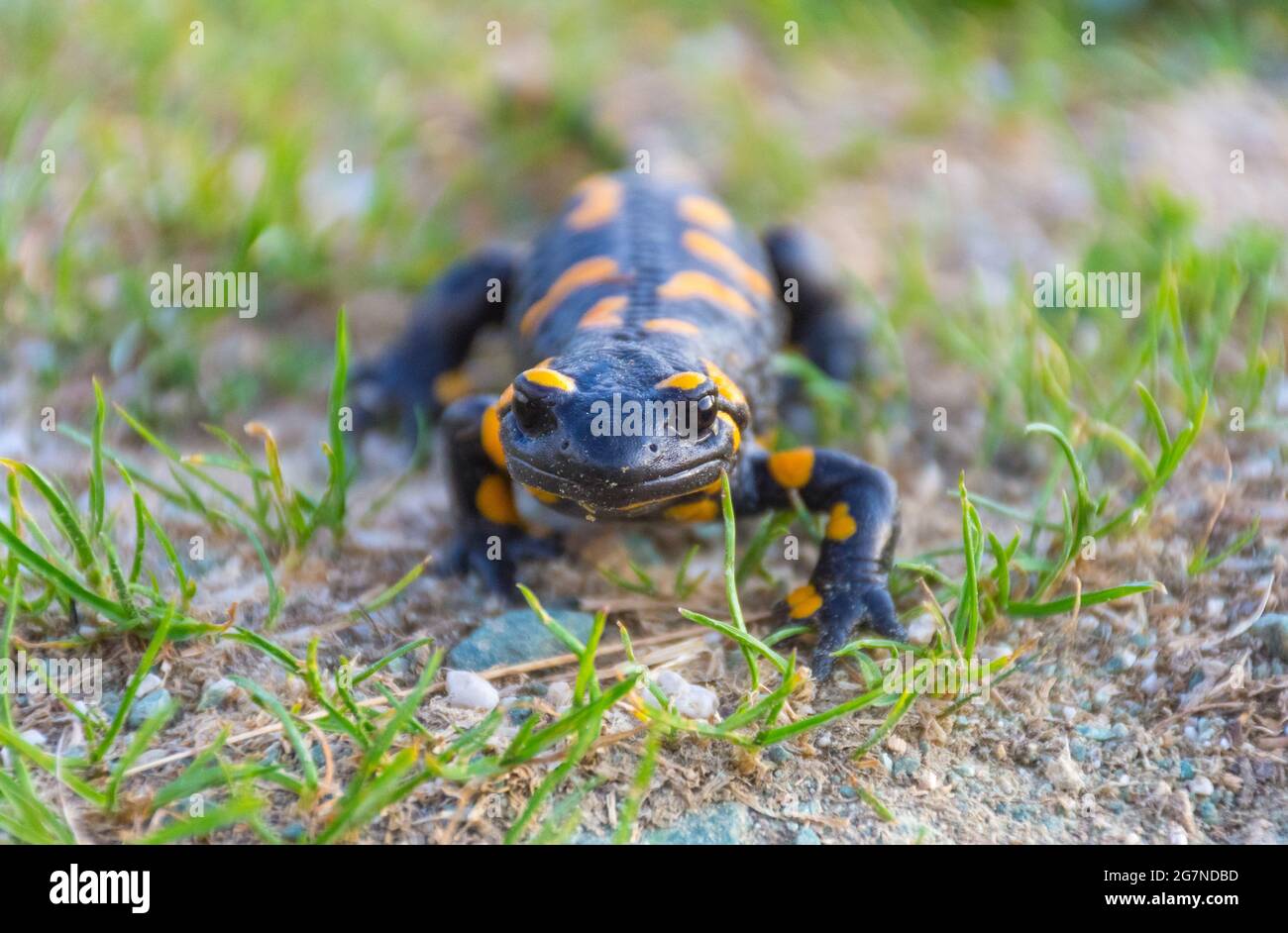 European fire salamander (Salamandra salamandra), a black yellow ...