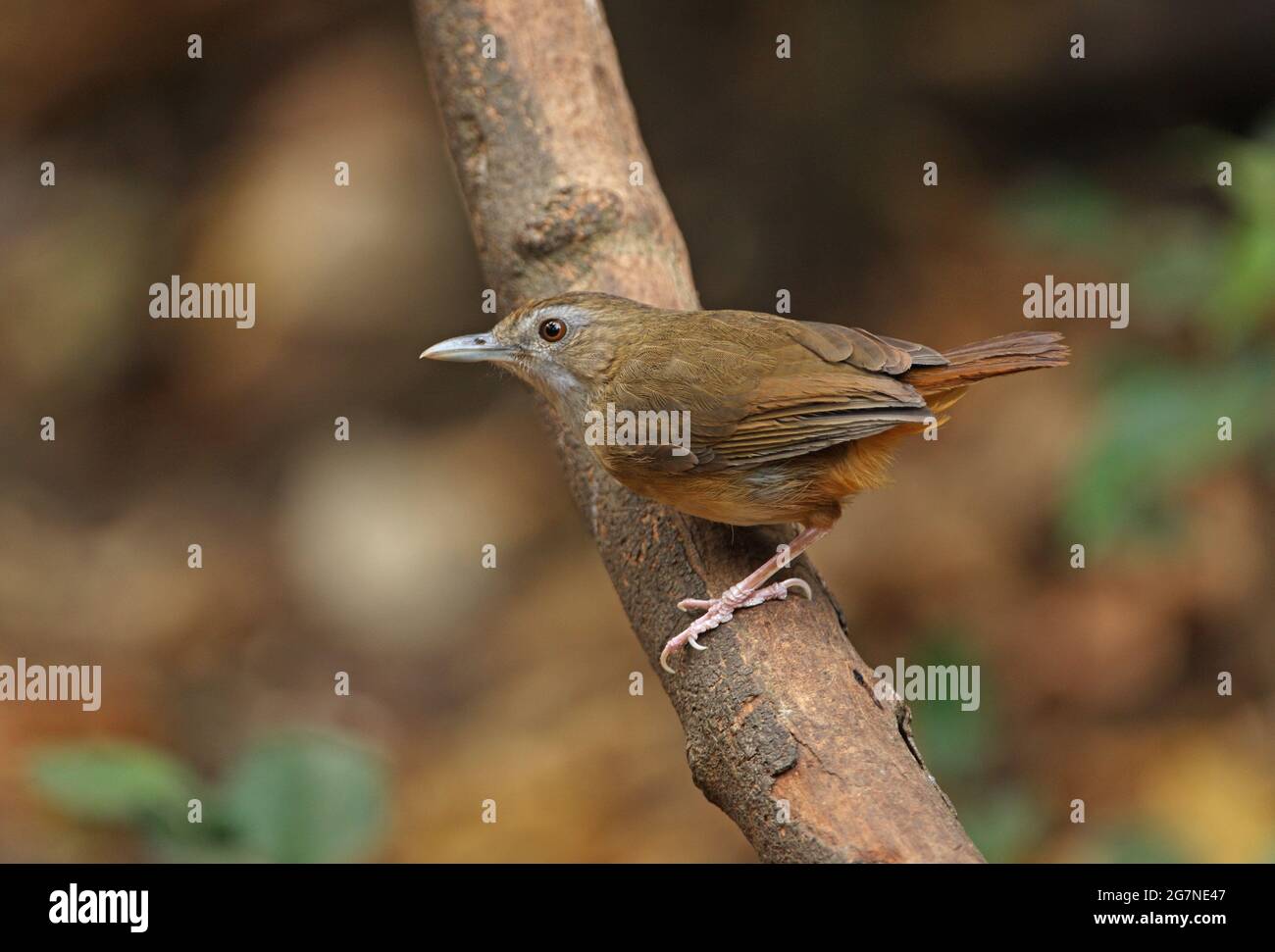 Abbott's Babbler (Malacocinda abbotti abbotti) adult perched on dead ...