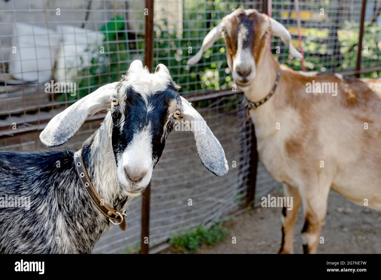 Lop eared goat hi-res stock photography and images - Alamy