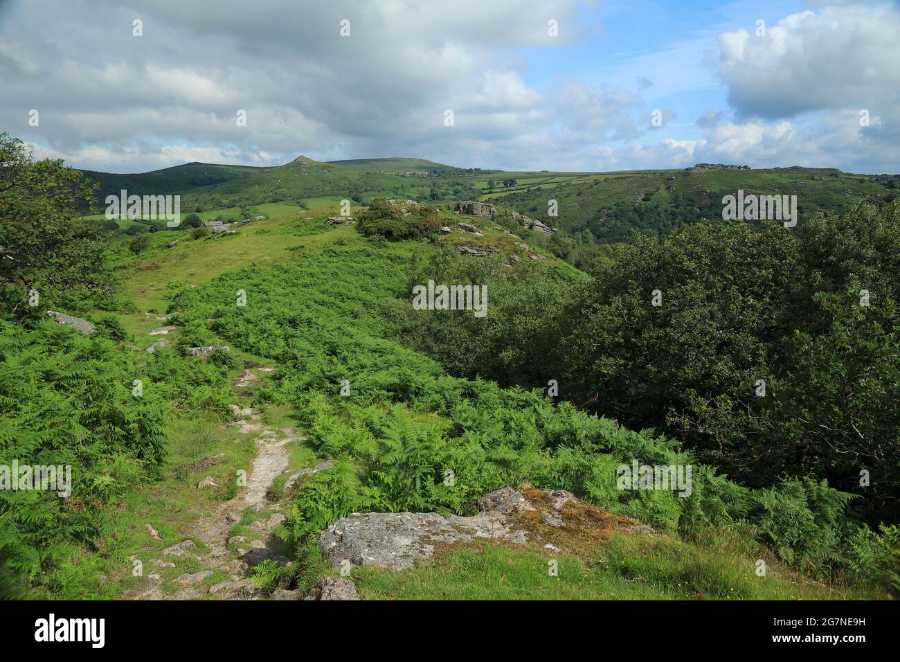 Summer view Bench tor towards Sharp tor, Dartmoor National Park, Devon ...