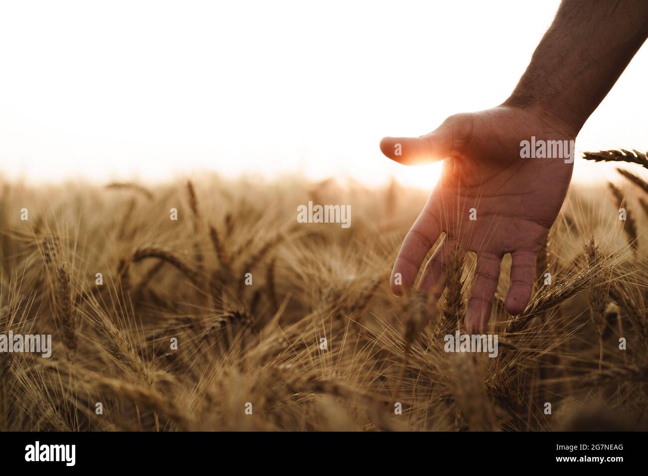 Close up man field touching ears hi-res stock photography and images ...