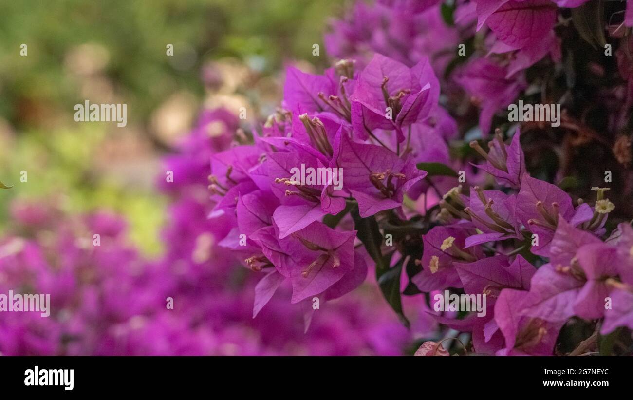 Nice flowers growing in a garden Stock Photo - Alamy