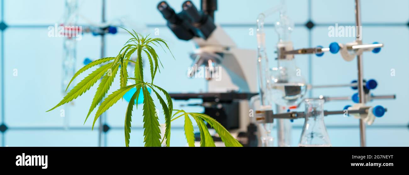 Cannabis marijuana plant leaf in science laboratory with microscope and lab glass Stock Photo ...