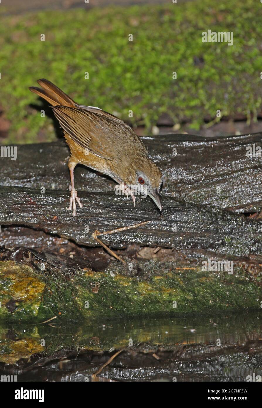 Abbott's Babbler (Malacocinda abbotti abbotti) adult on log at ...