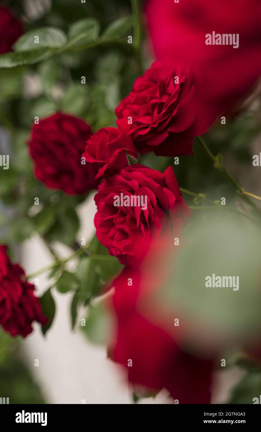 Selective of red elegant rose bush Stock Photo - Alamy