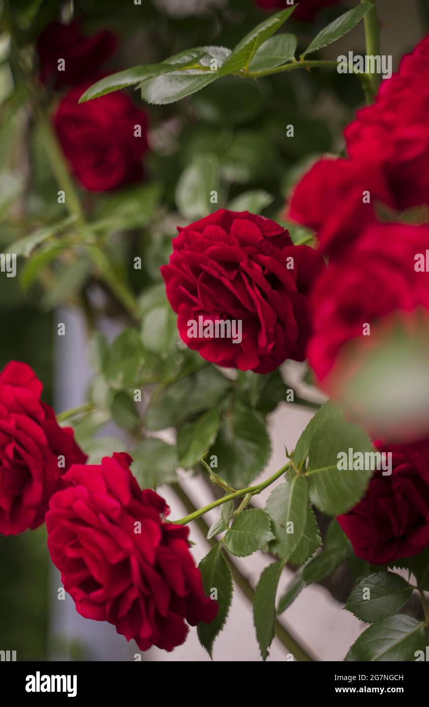 Selective of red elegant rose bush Stock Photo - Alamy