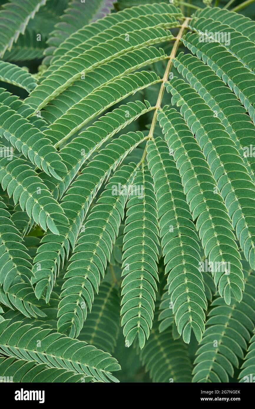 Texture of branches and leaves of Albizia as tropical background ...