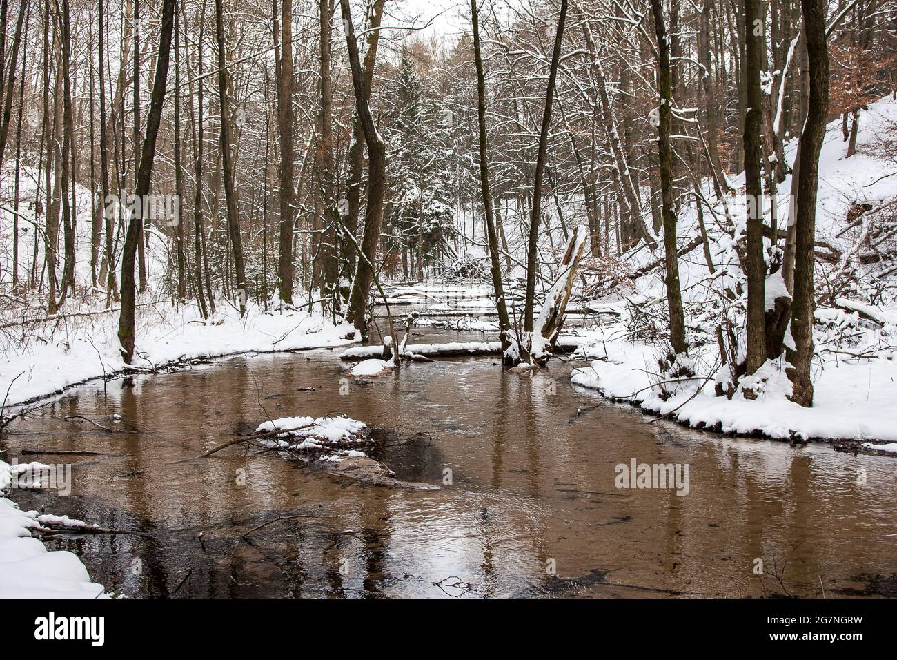 Walk through winter snowy forest hi-res stock photography and images ...