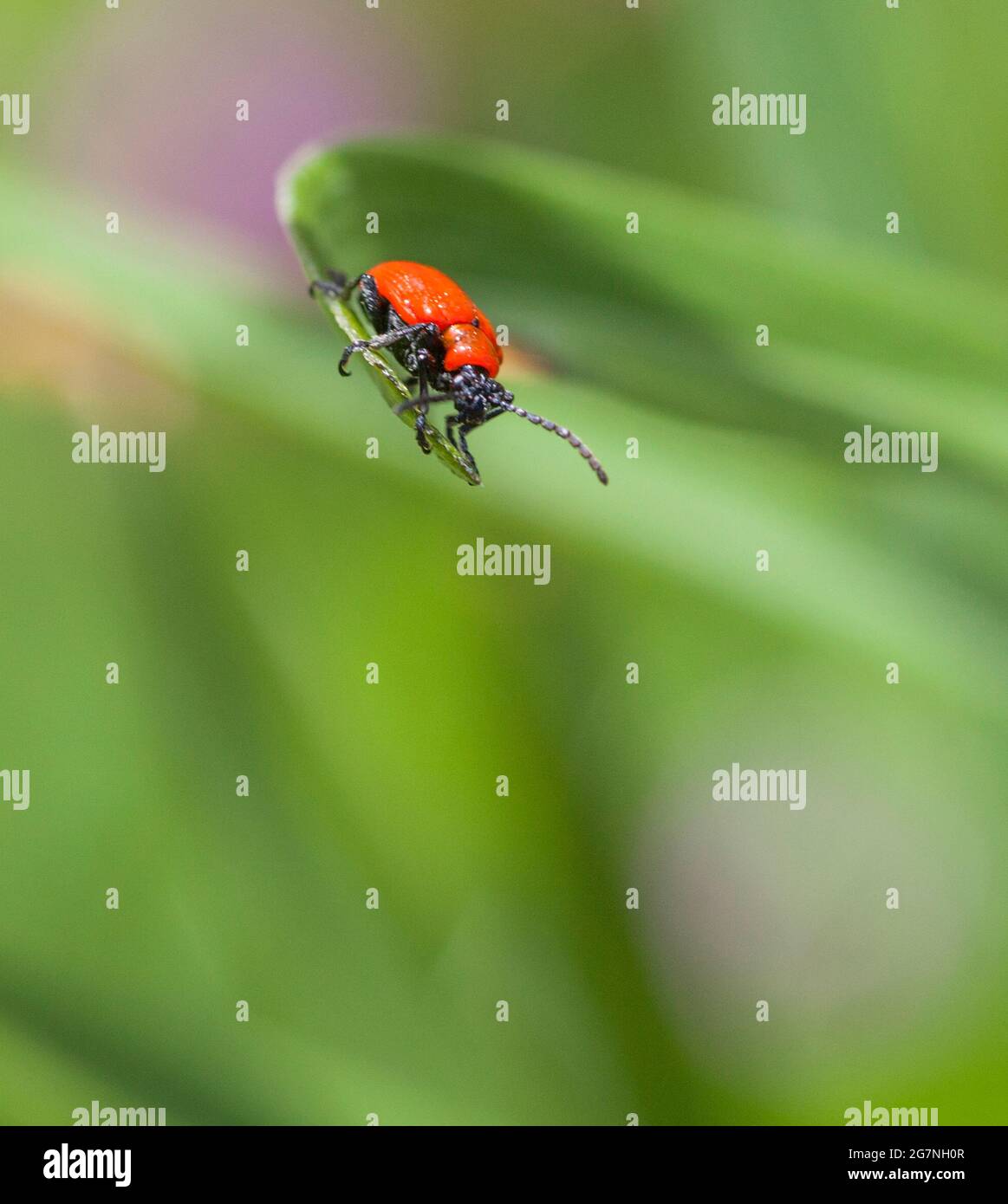 Lily leaf beetle insect hi-res stock photography and images - Alamy