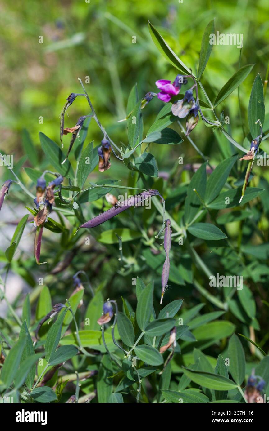 Pea pod flowers hi-res stock photography and images - Alamy