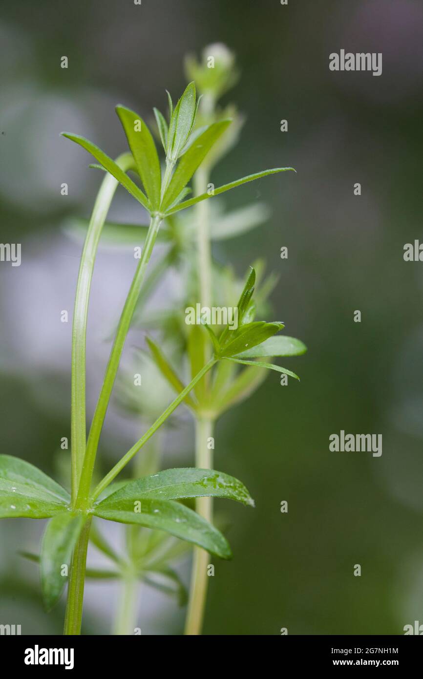 Sticky weed hi-res stock photography and images - Alamy