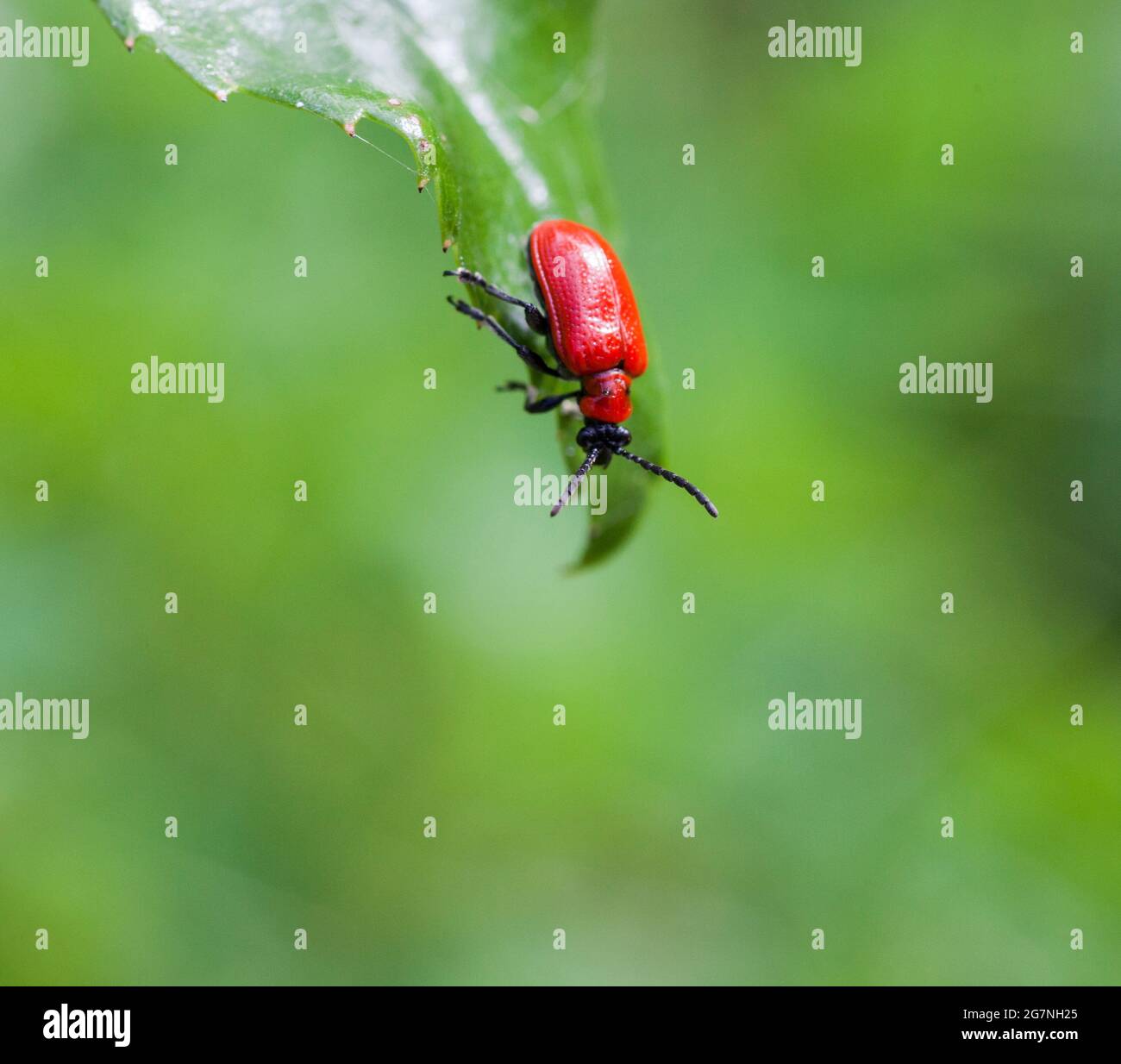 SCARLET LILY BEETLE Lilioceris lilii Stock Photo - Alamy