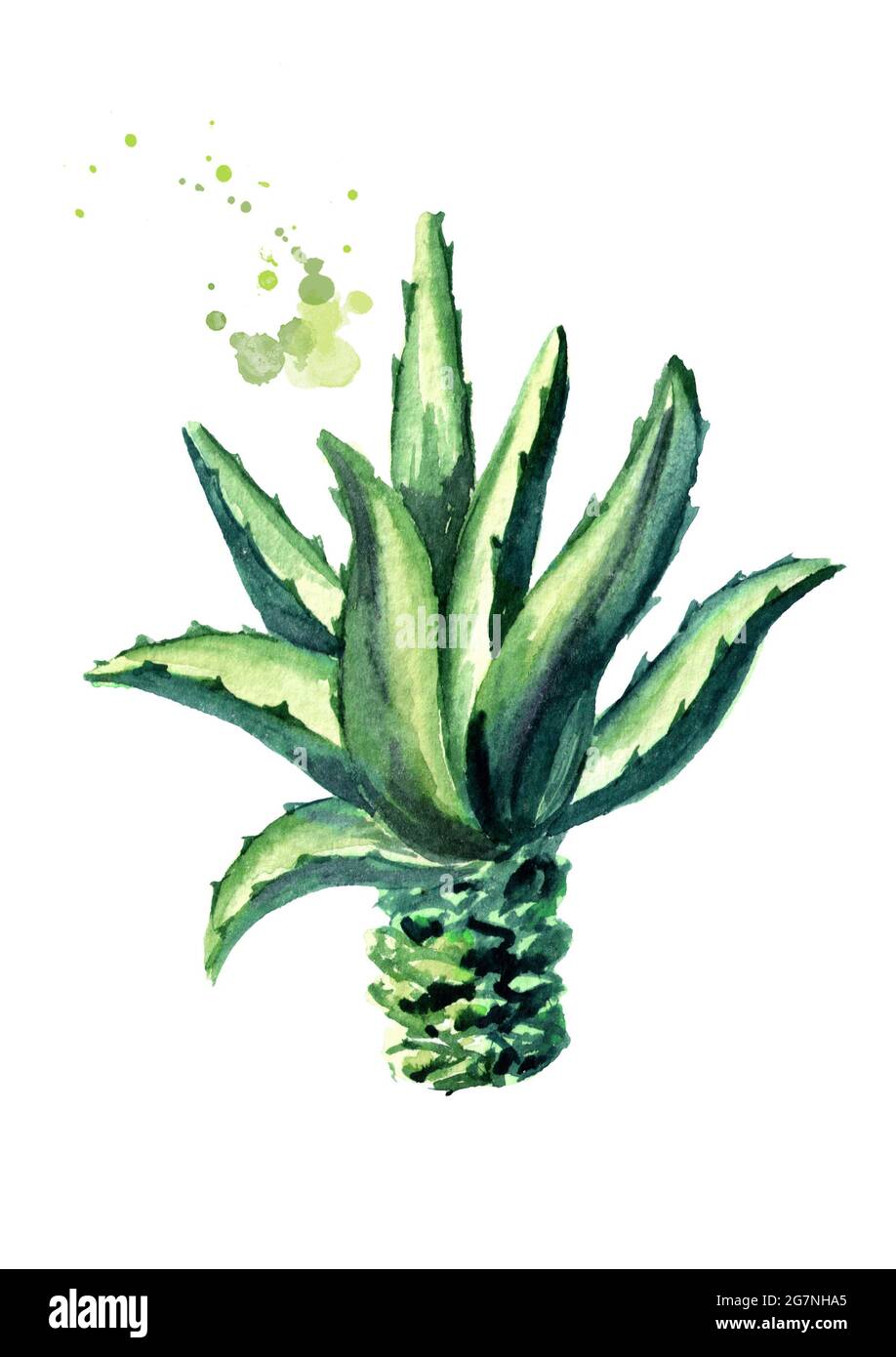 Agave plant. Hand drawn watercolor illustration, isolated on white ...