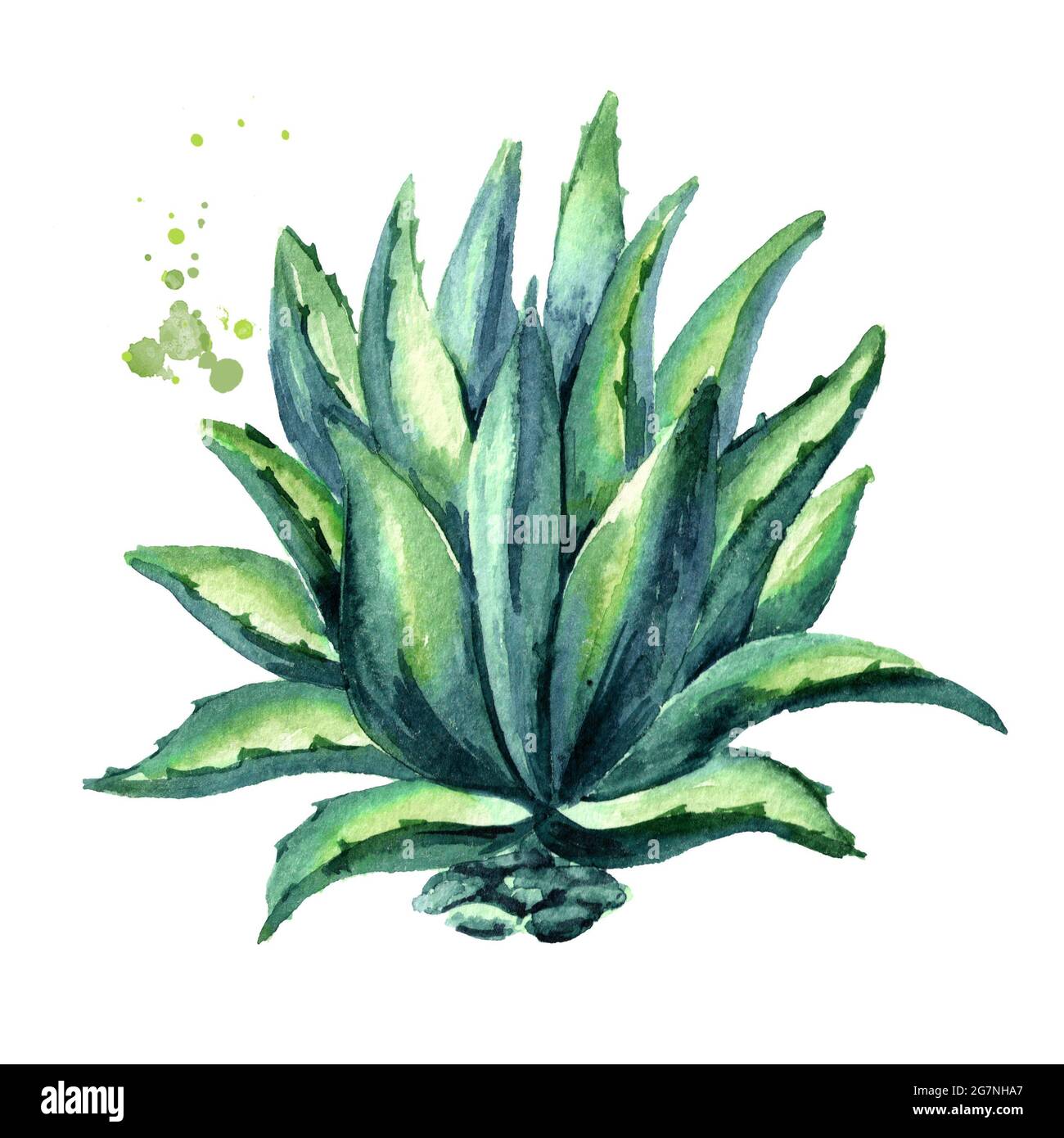 Blue Agave Plant Illustration