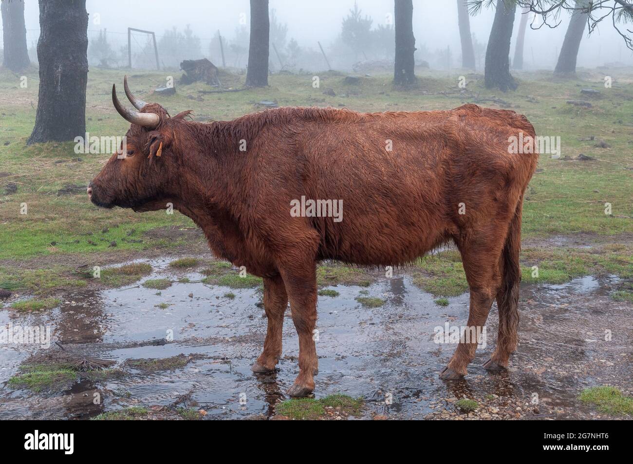Cow animal farming horns cattle hi-res stock photography and images - Alamy