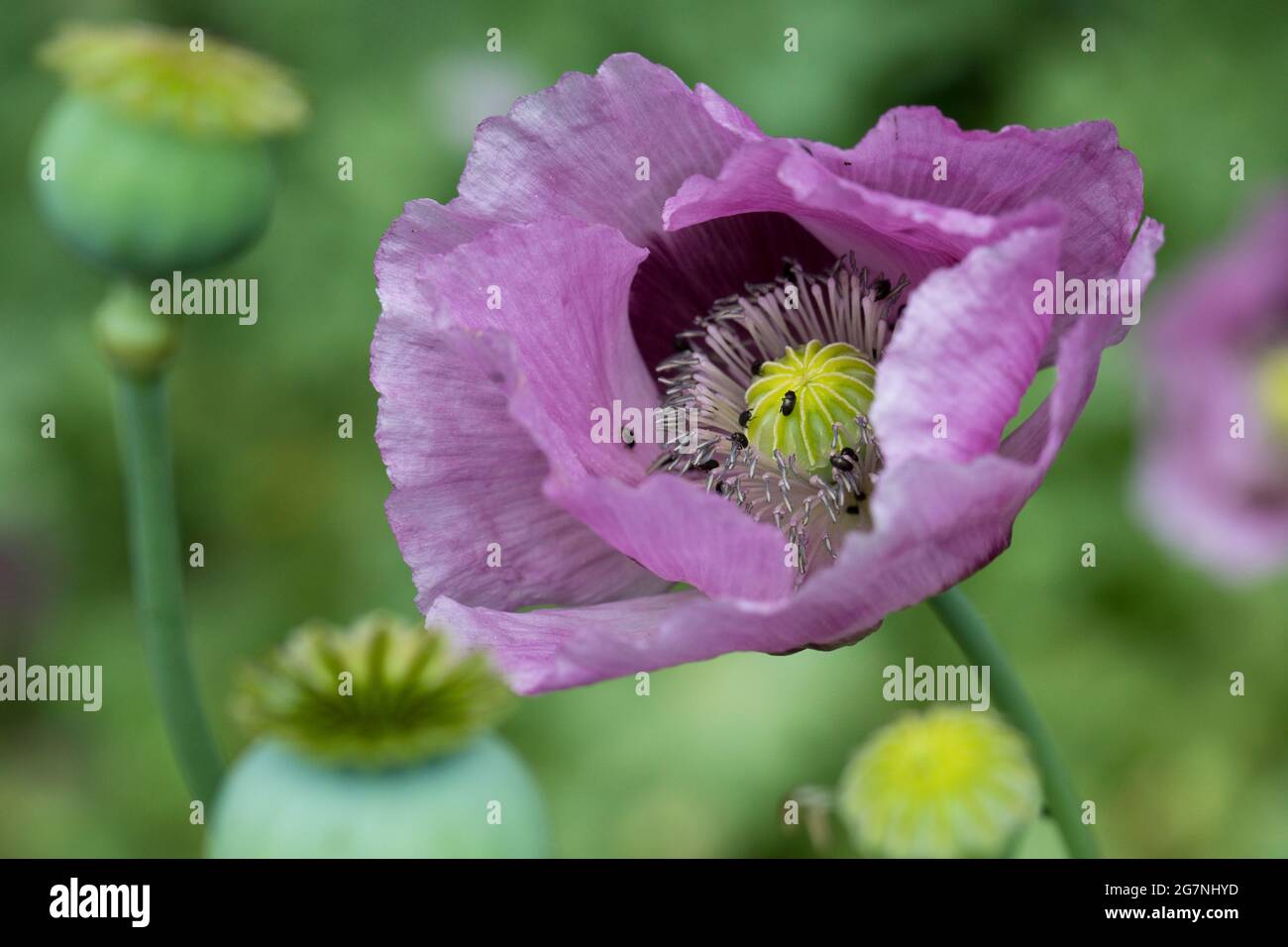 Purple opium poppy hi-res stock photography and images - Alamy