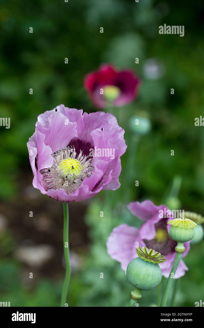 Purple opium poppy hi-res stock photography and images - Alamy
