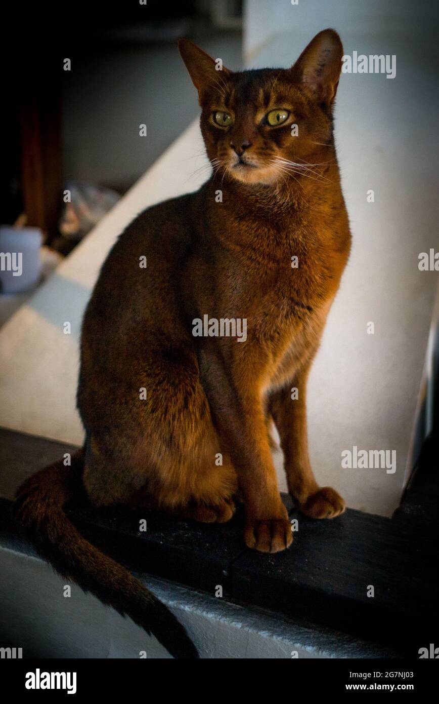 Mouschaser hi-res stock photography and images - Alamy