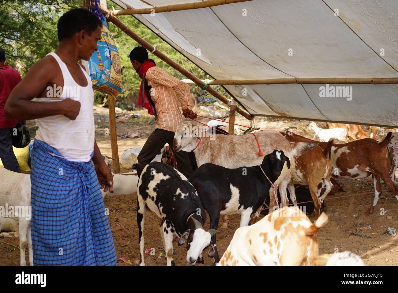 Livestock vendors wait for customers with their goats for sell along a ...