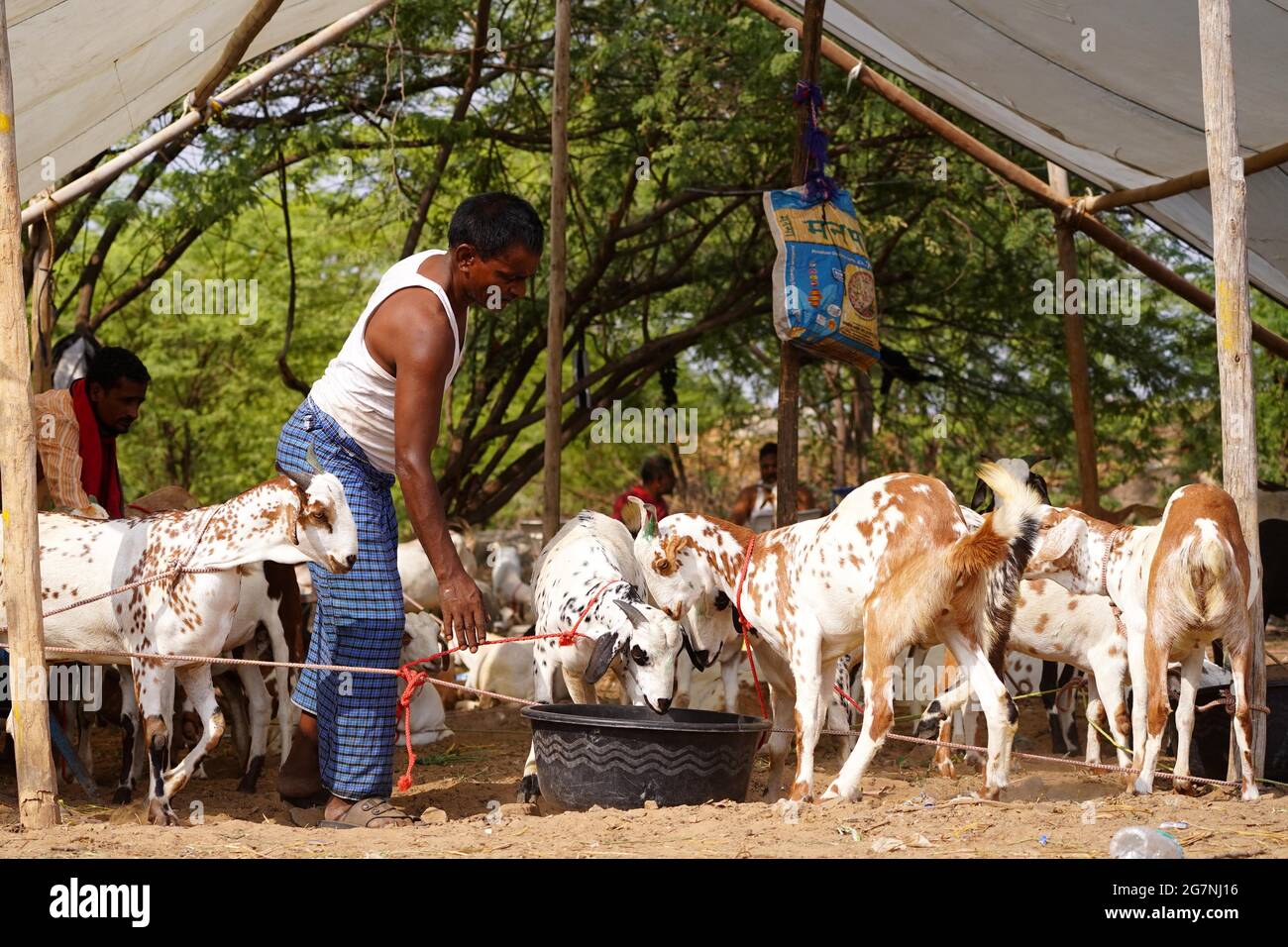 Livestock vendors wait for customers with their goats for sell along a ...