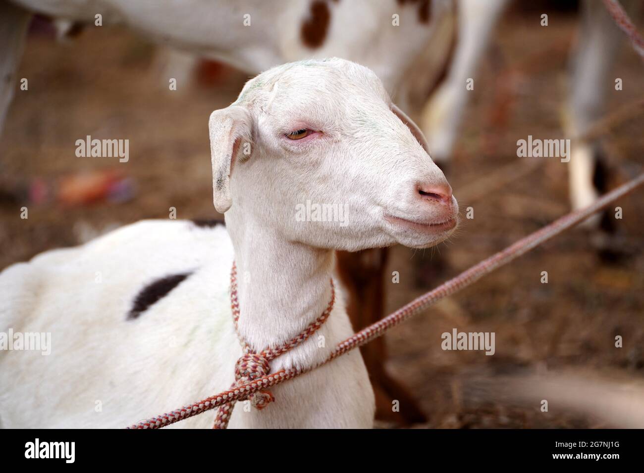 Livestock vendors wait for customers with their goats for sell along a ...