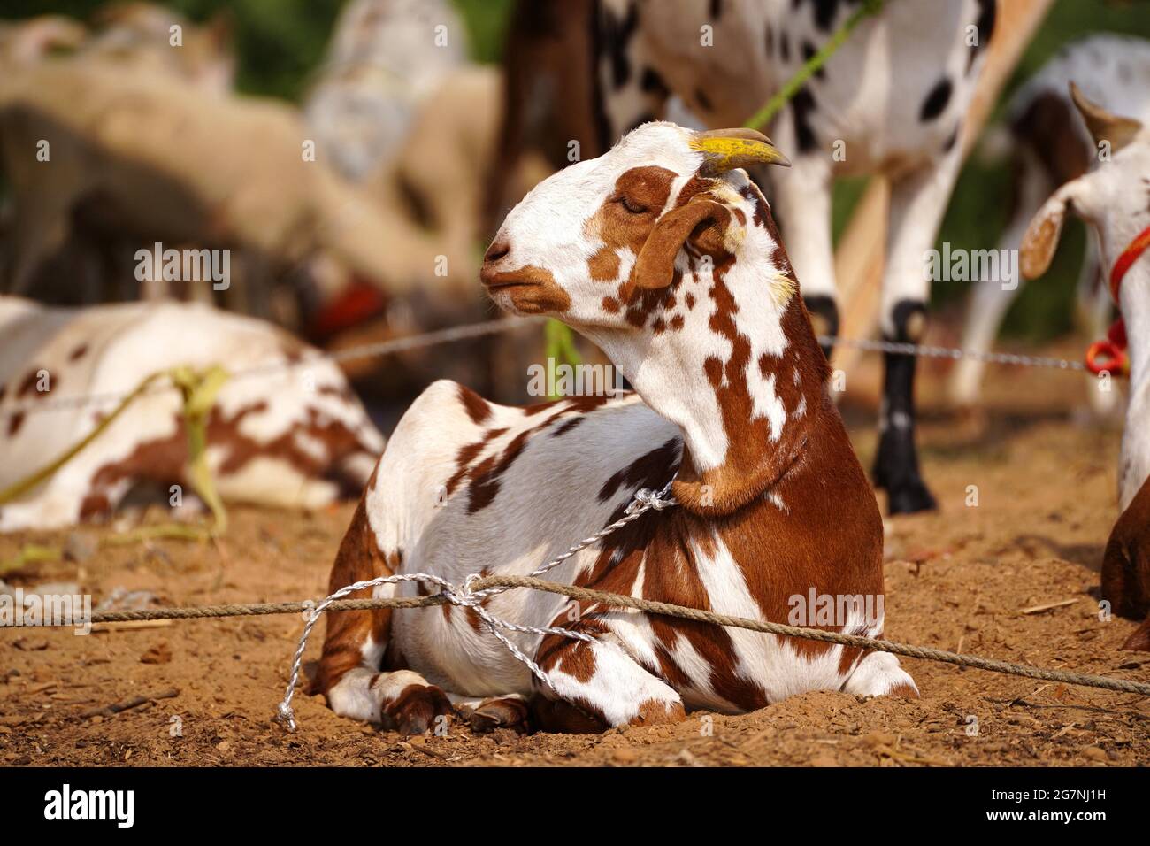 Livestock vendors wait for customers with their goats for sell along a ...