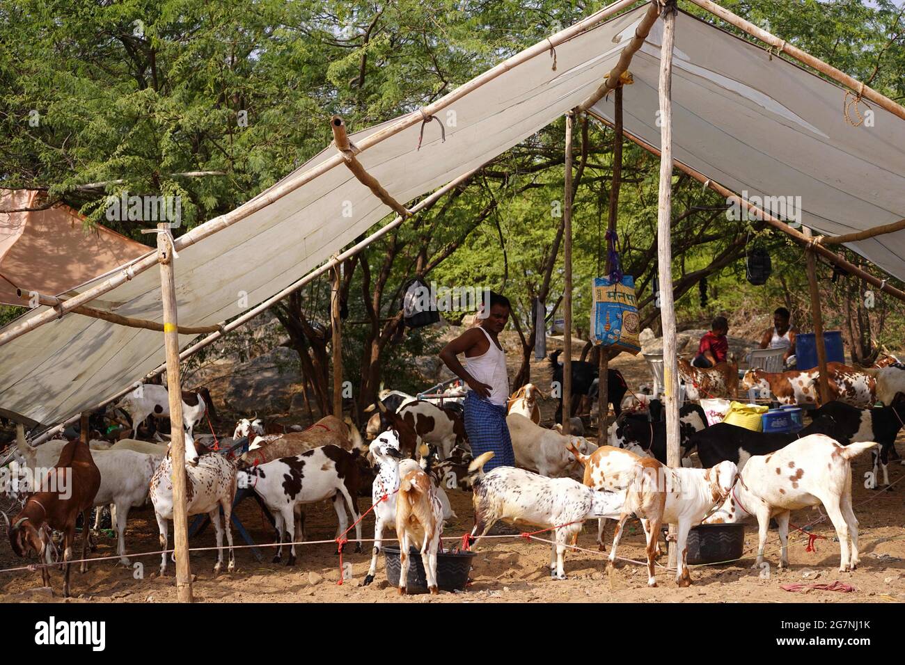 Livestock vendors wait for customers with their goats for sell along a ...