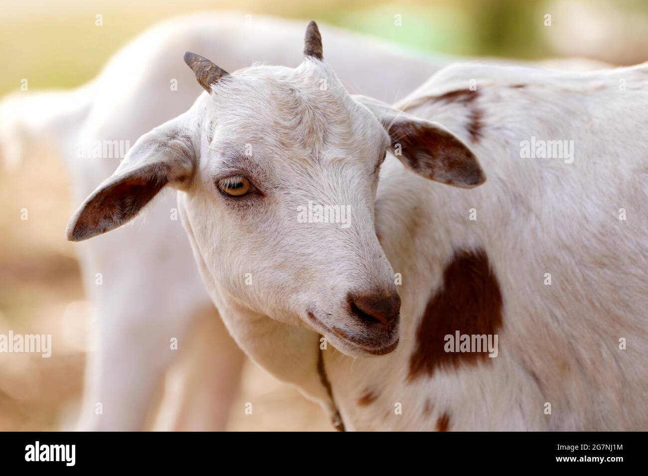 Livestock vendors wait for customers with their goats for sell along a ...