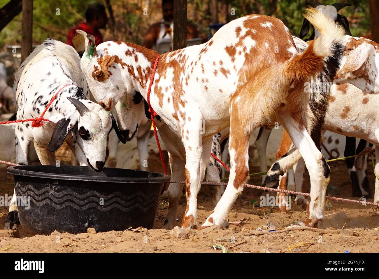 Livestock vendors wait for customers with their goats for sell along a ...