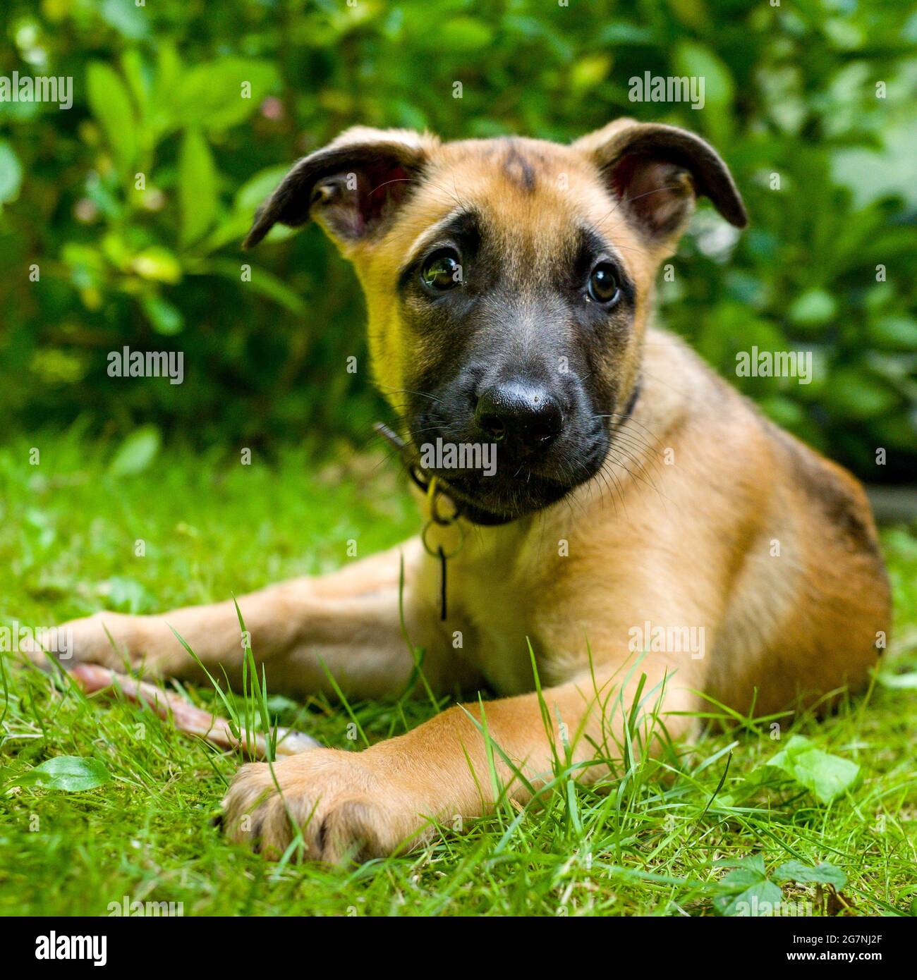 Mali dog hi-res stock photography and images - Alamy