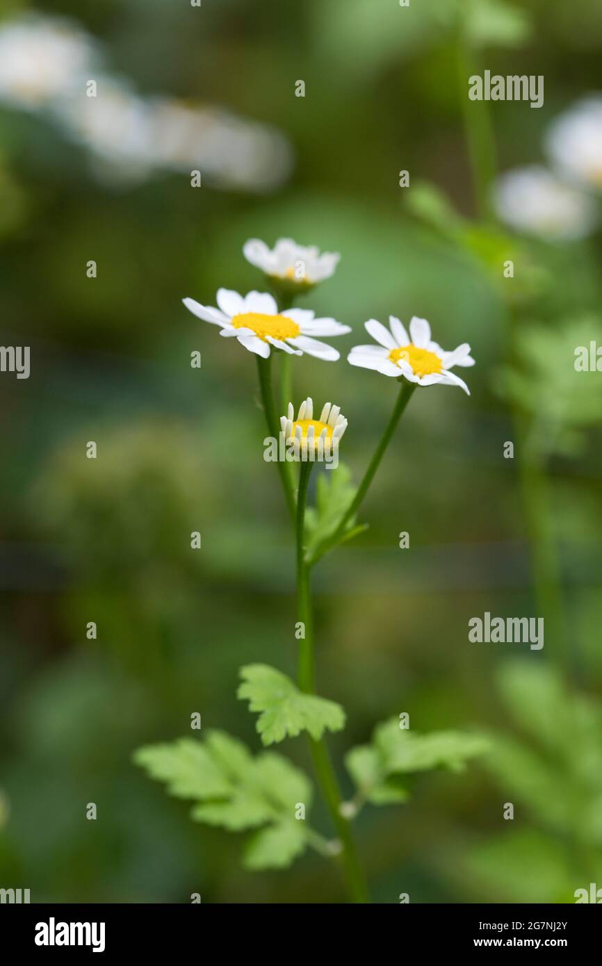 Oxeye daisy Leucanthemum vulgare in flower in a garden in the United ...