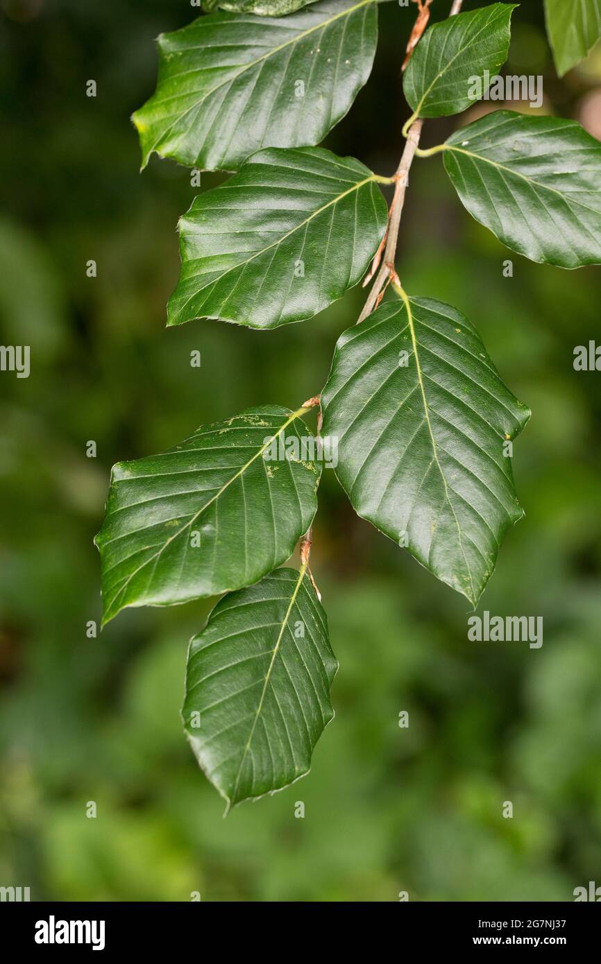 Leaves from a beech tree Fagus sylvatica in summer Stock Photo - Alamy