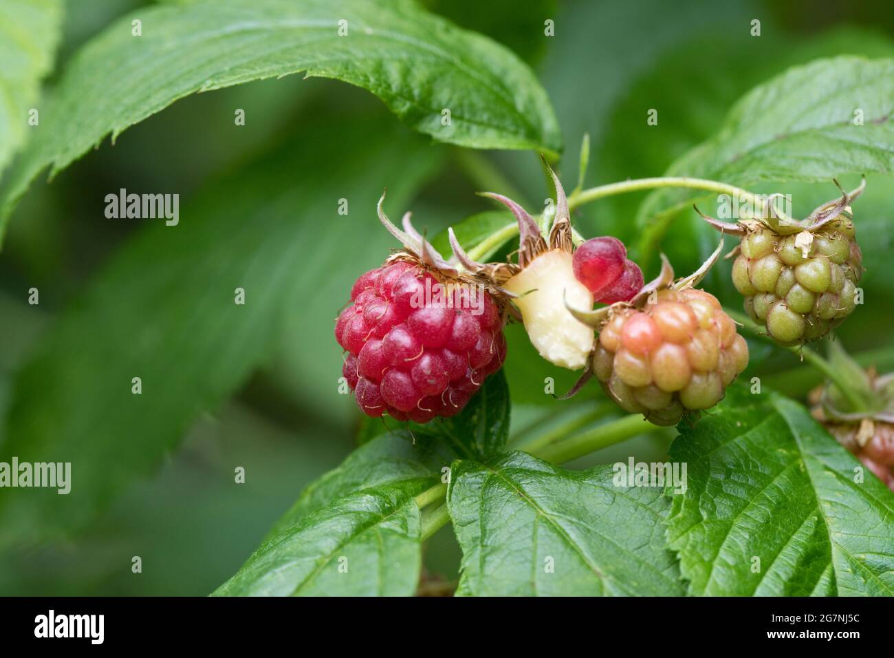 Raspberries on a plant being eaten by birds and other animals in a ...