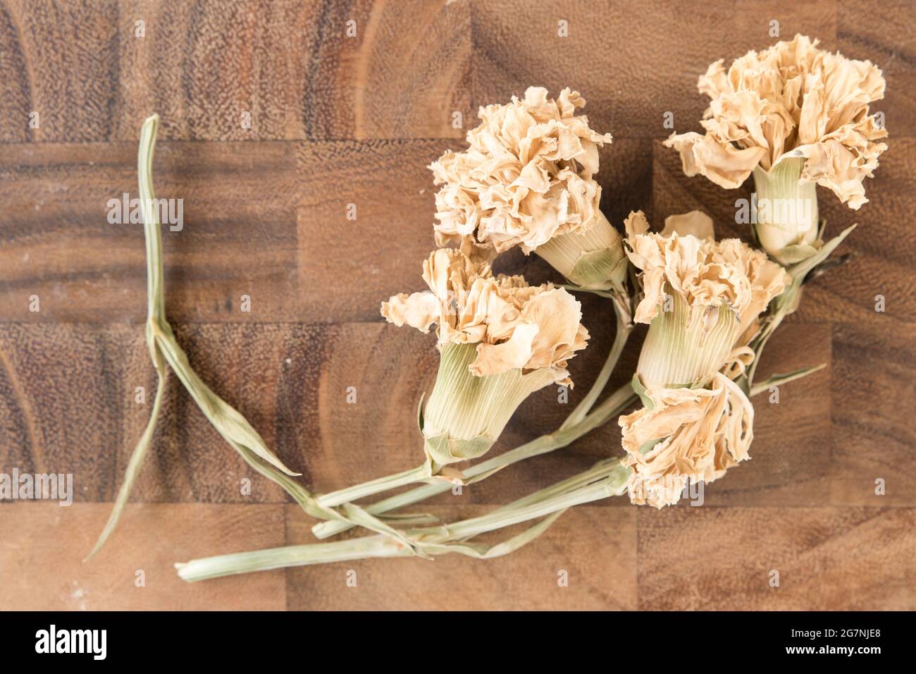 Carnation heads hi-res stock photography and images - Alamy