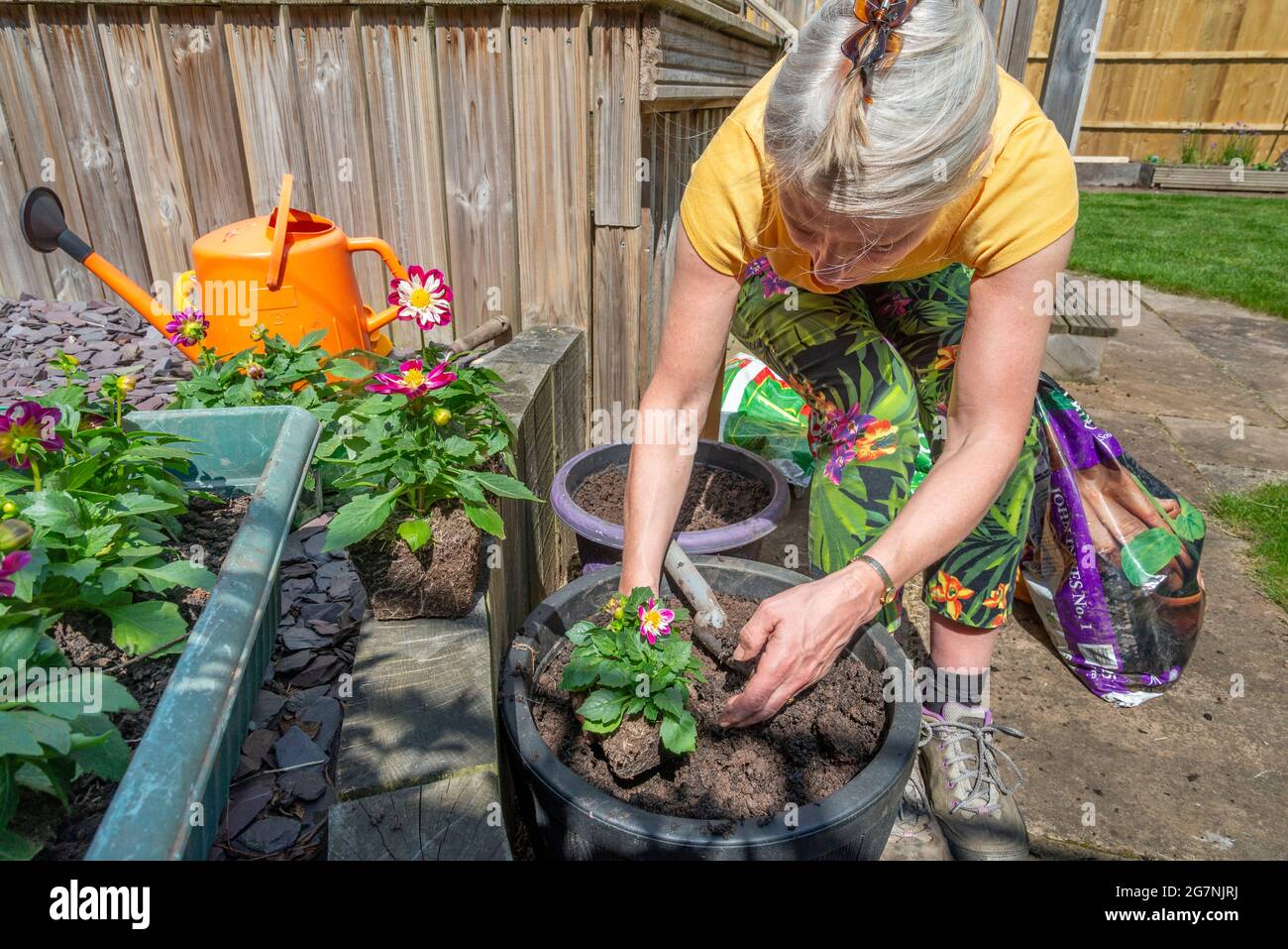 In her sunny back yard planting small young multi-colored flowers in ...