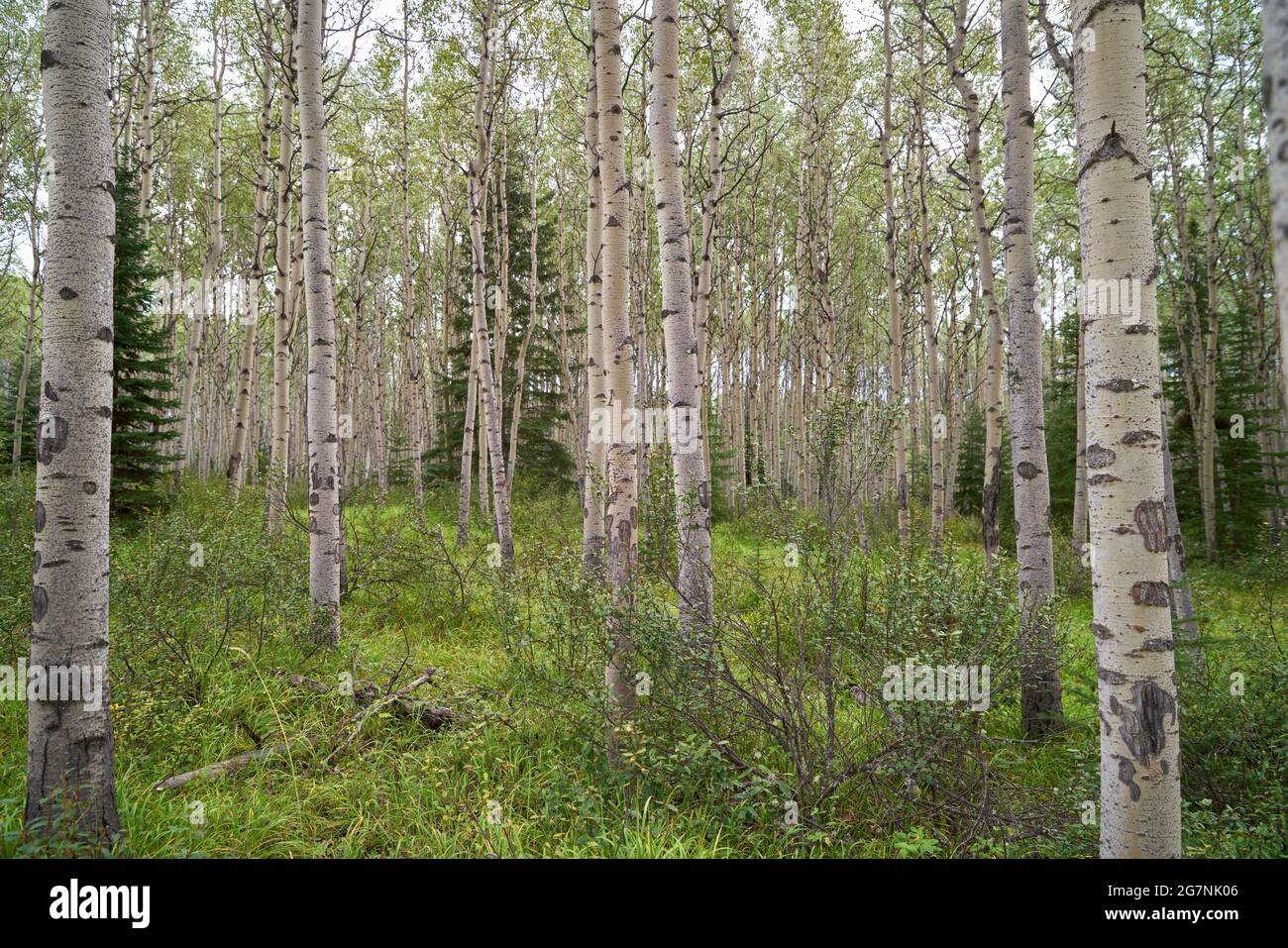 Aspen Grove. A view inside a grove of deciduous Aspen trees Stock Photo ...