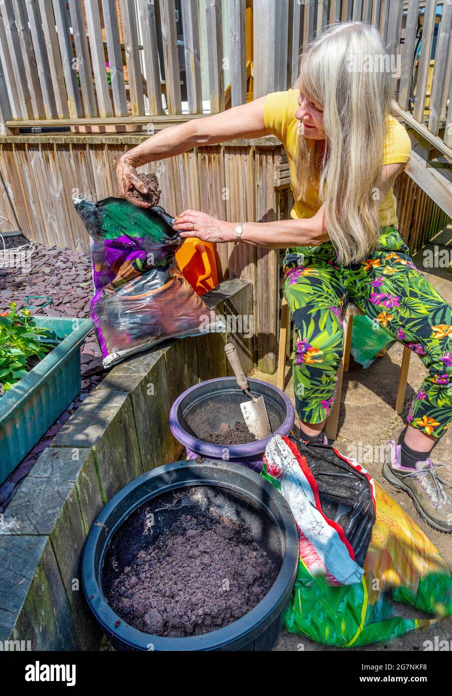 In her sunny back yard planting small colorful flowers in garden plant ...