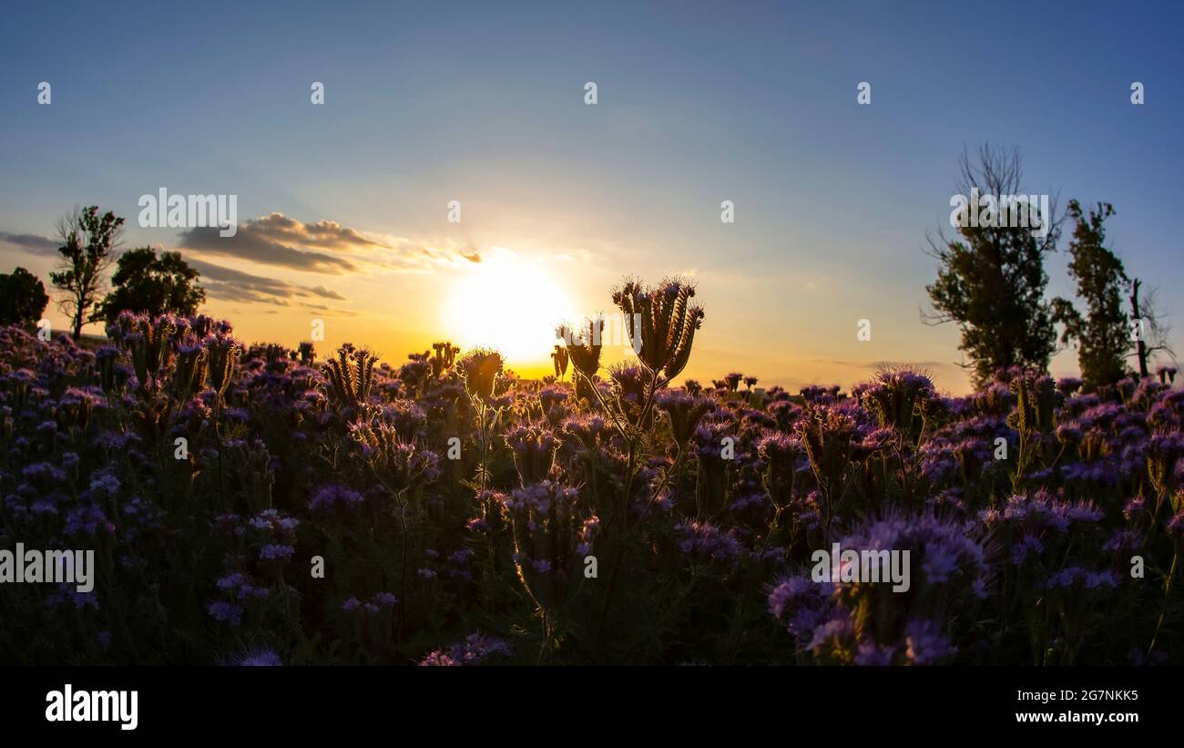 Colorful wildflowers in backlit evening sunlight. The nature of floral ...