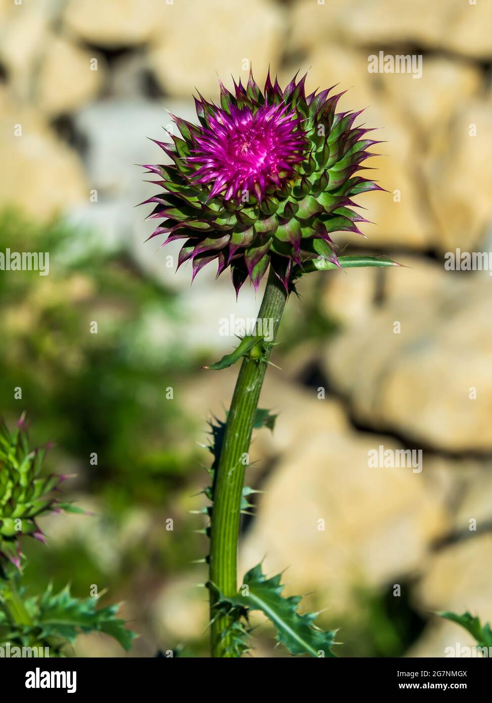 Iowa wildflower hi-res stock photography and images - Alamy