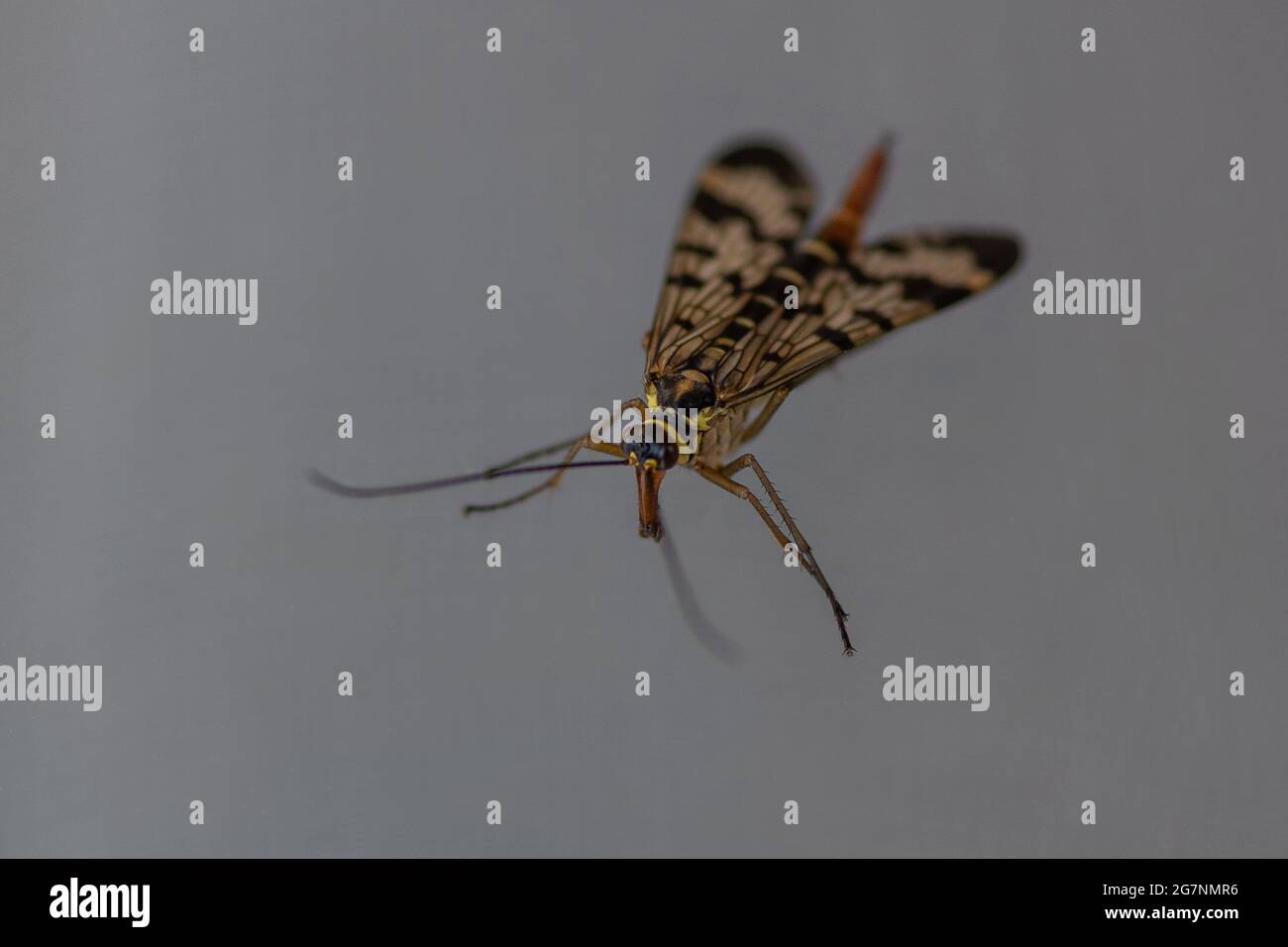 Flying Grasshopper High Resolution Stock Photography and Images - Alamy
