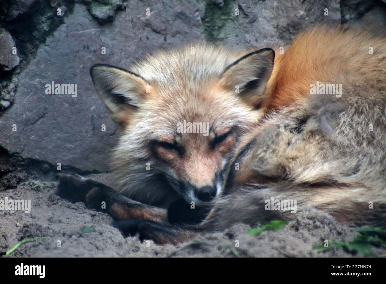 Red fox sleeping hi-res stock photography and images - Alamy