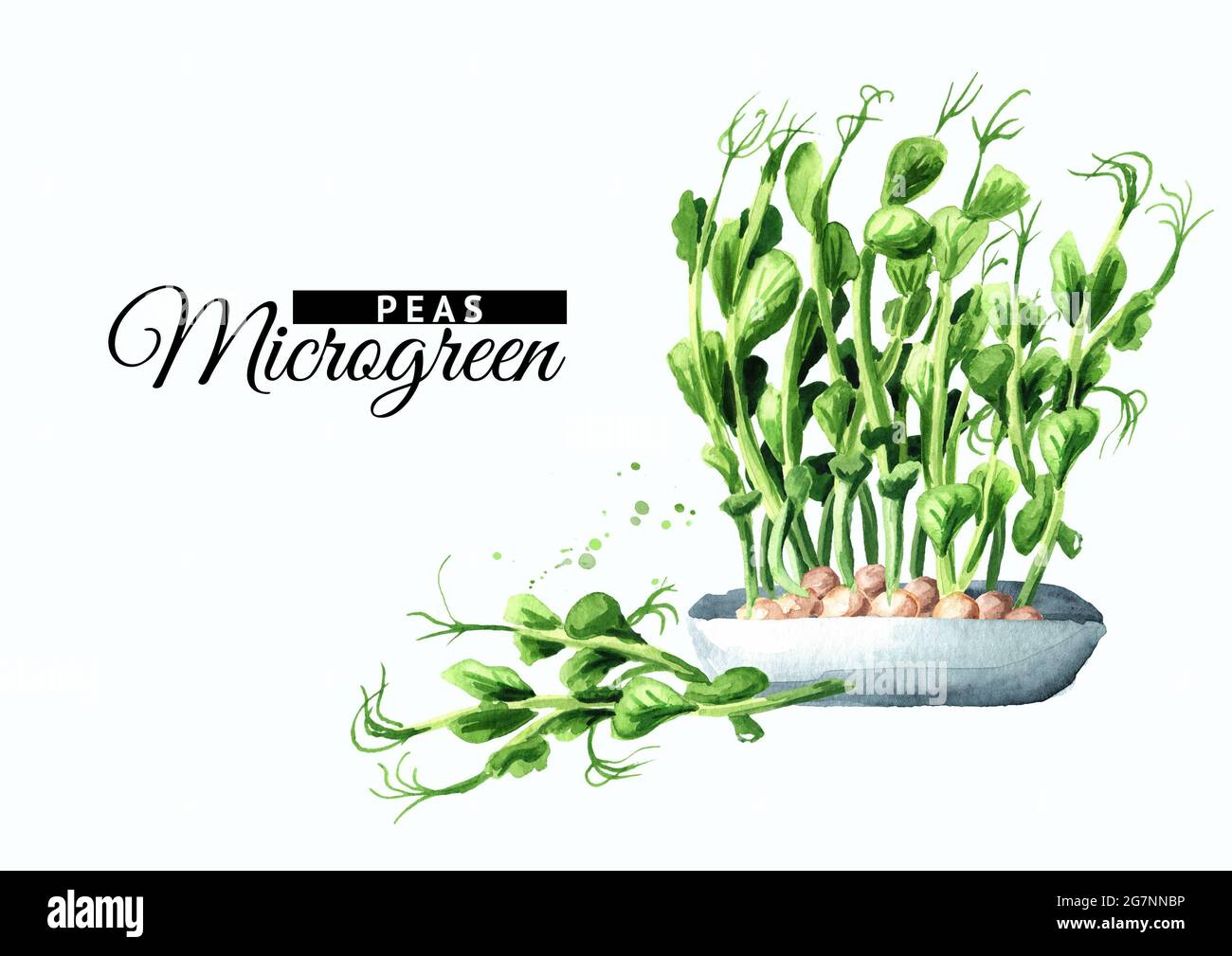 Microgreens peas with green leaves. Vegan and healthy eating concept ...