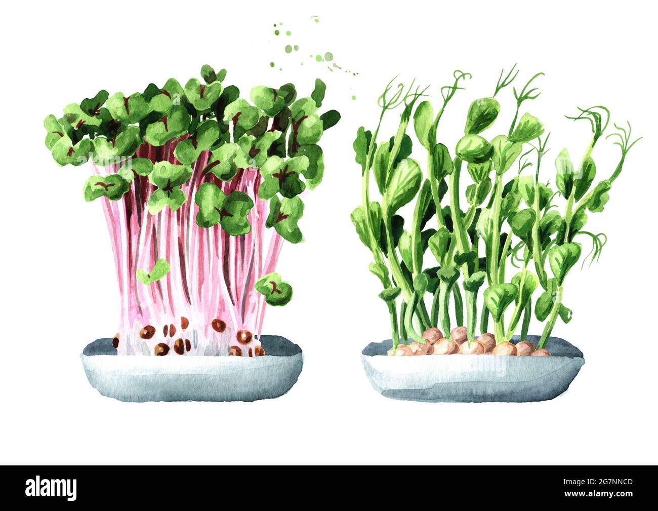 Microgreens set. Vegan and healthy eating concept. Sprouting Microgreen ...