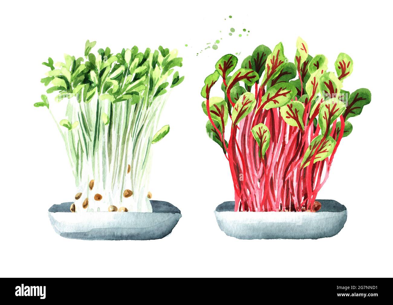 Microgreens set. Vegan and healthy eating concept.Sprouting Microgreen ...