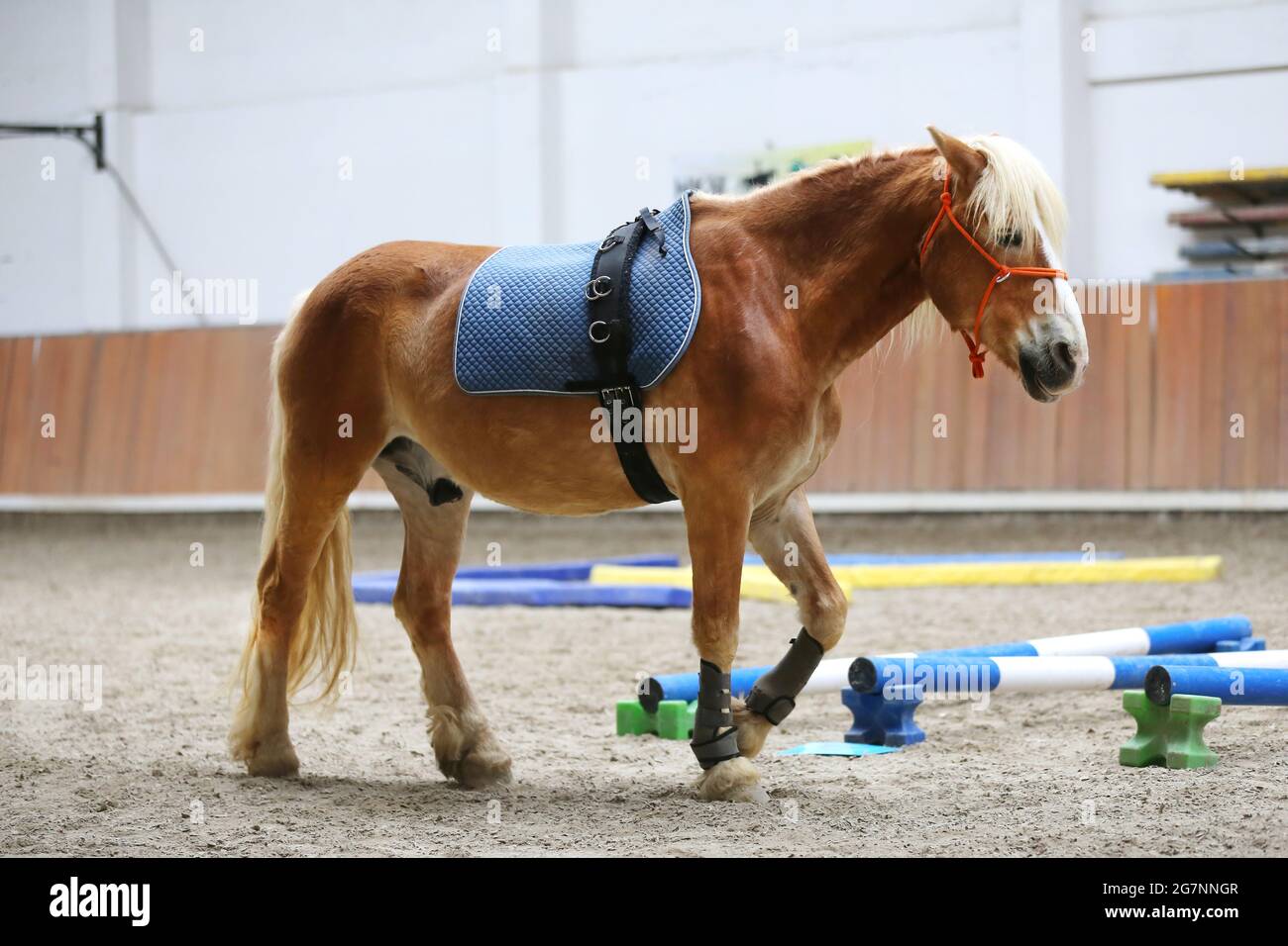 Closeup of a young clever and gentle rider schooling horse in empty ...