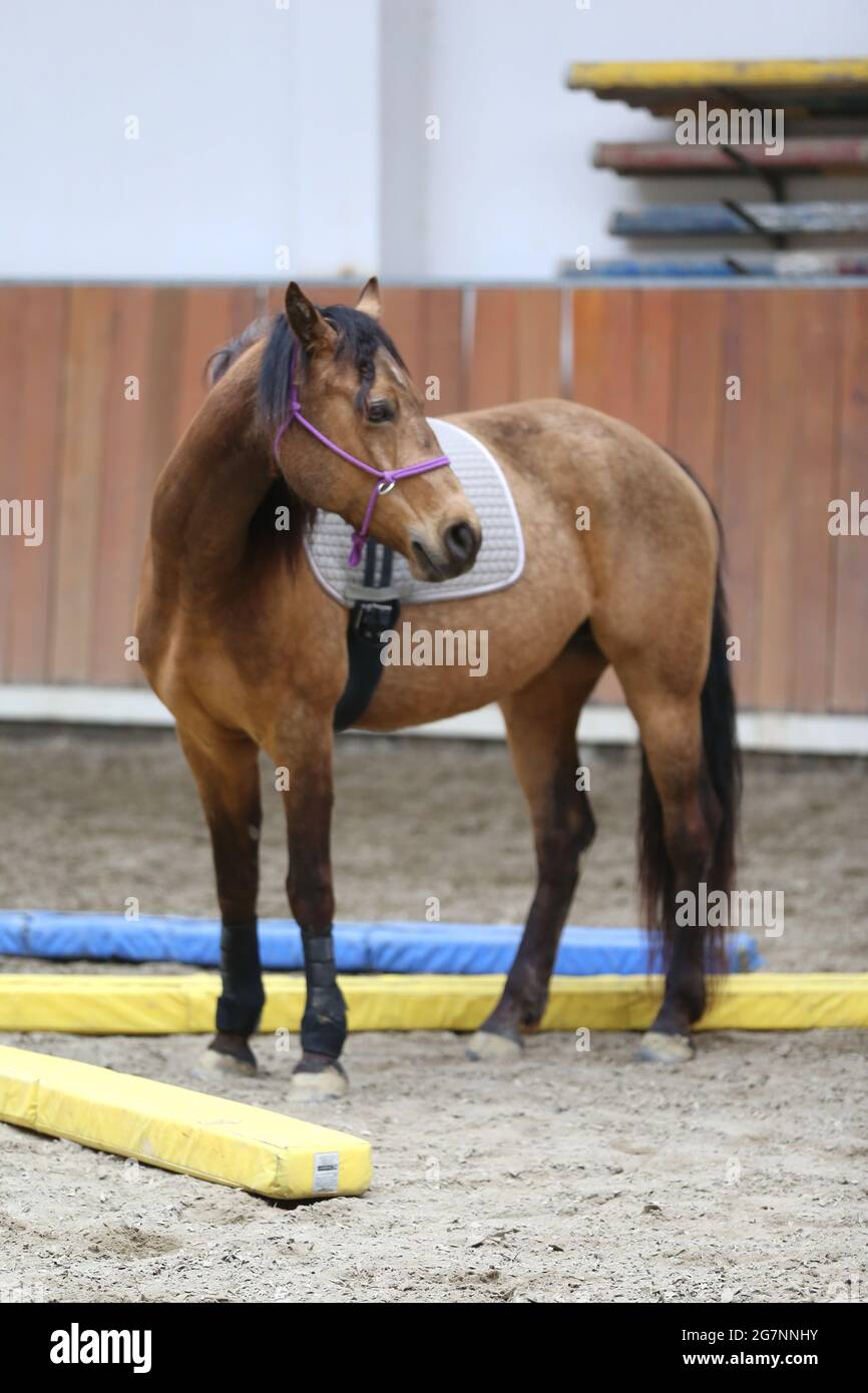 Closeup of a young clever and gentle rider schooling horse in empty ...
