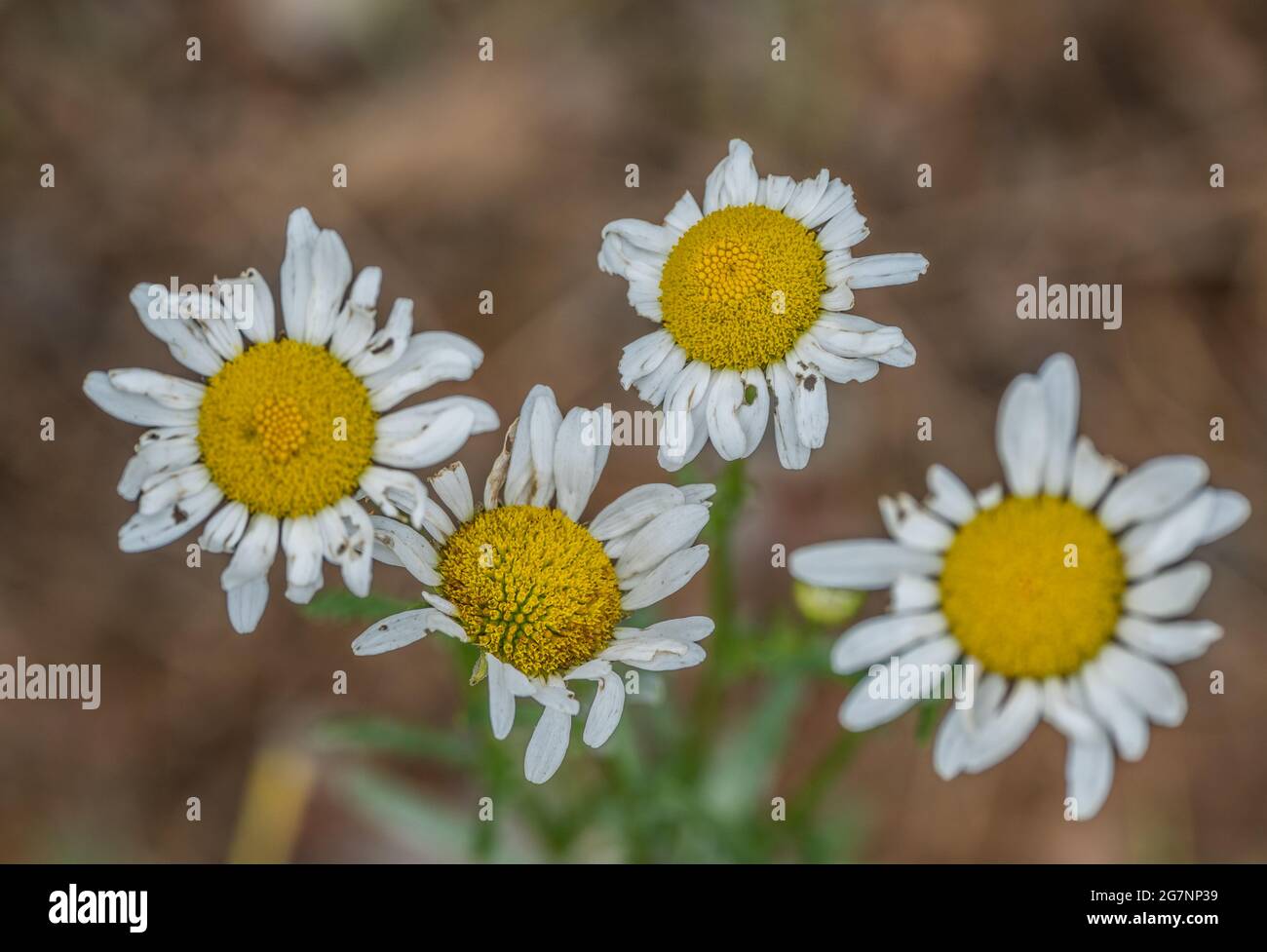 Frayed flowers hi-res stock photography and images - Alamy